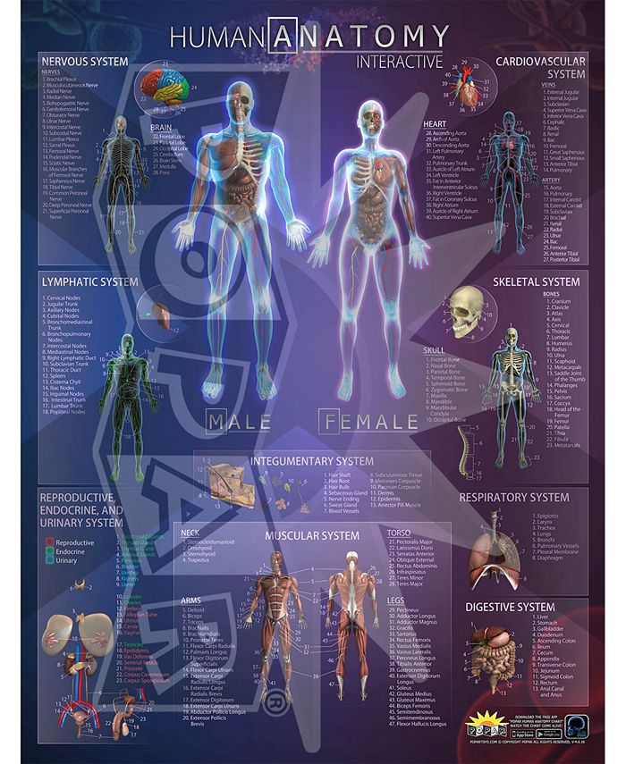 Flipo Human Anatomy Interactive Wall Chart & Reviews - Home - Macy's